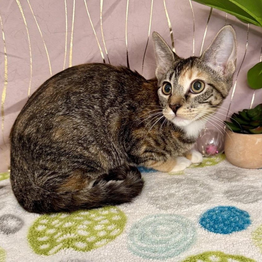 Cat for adoption - Thalia, a Domestic Short Hair in Bennington, VT ...