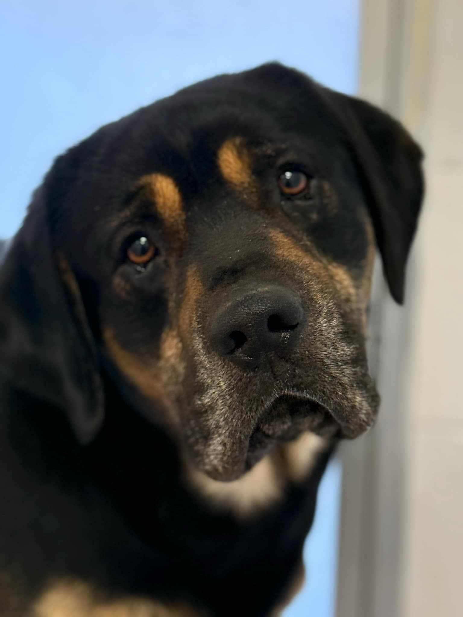 Dog for adoption - Twix, a Rottweiler Mix in Orange, VA | Petfinder