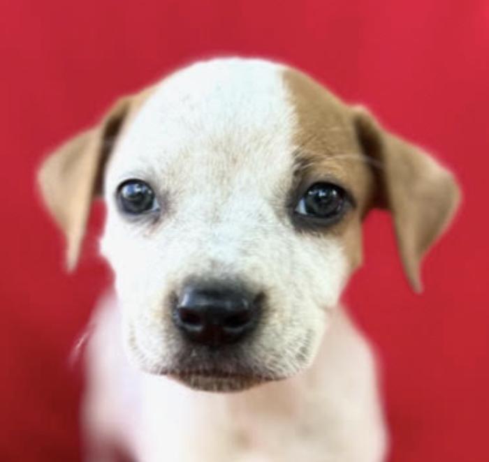 Dog for adoption - Nolan Nuzzle ~ Arriving to NE on 7/24, an English ...