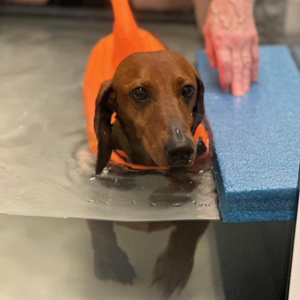 Dog for adoption - Big Red (IVDD RECOVERY), a Dachshund in Portland, OR ...