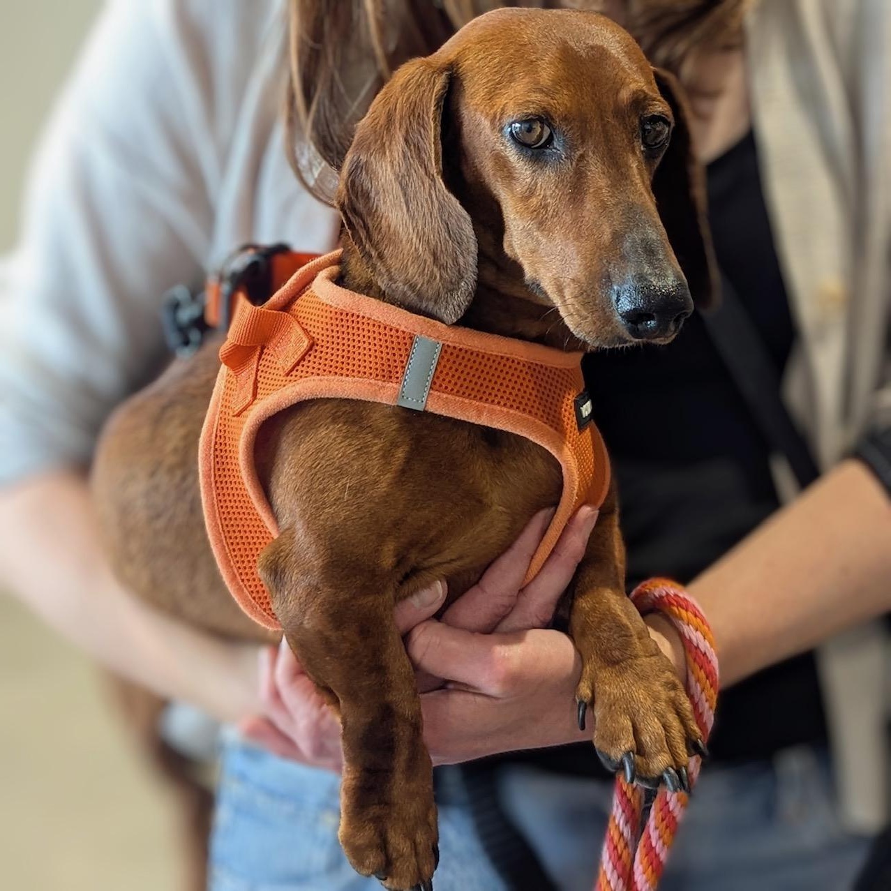 Dog for adoption - Big Red (IVDD RECOVERY), a Dachshund in Portland, OR ...