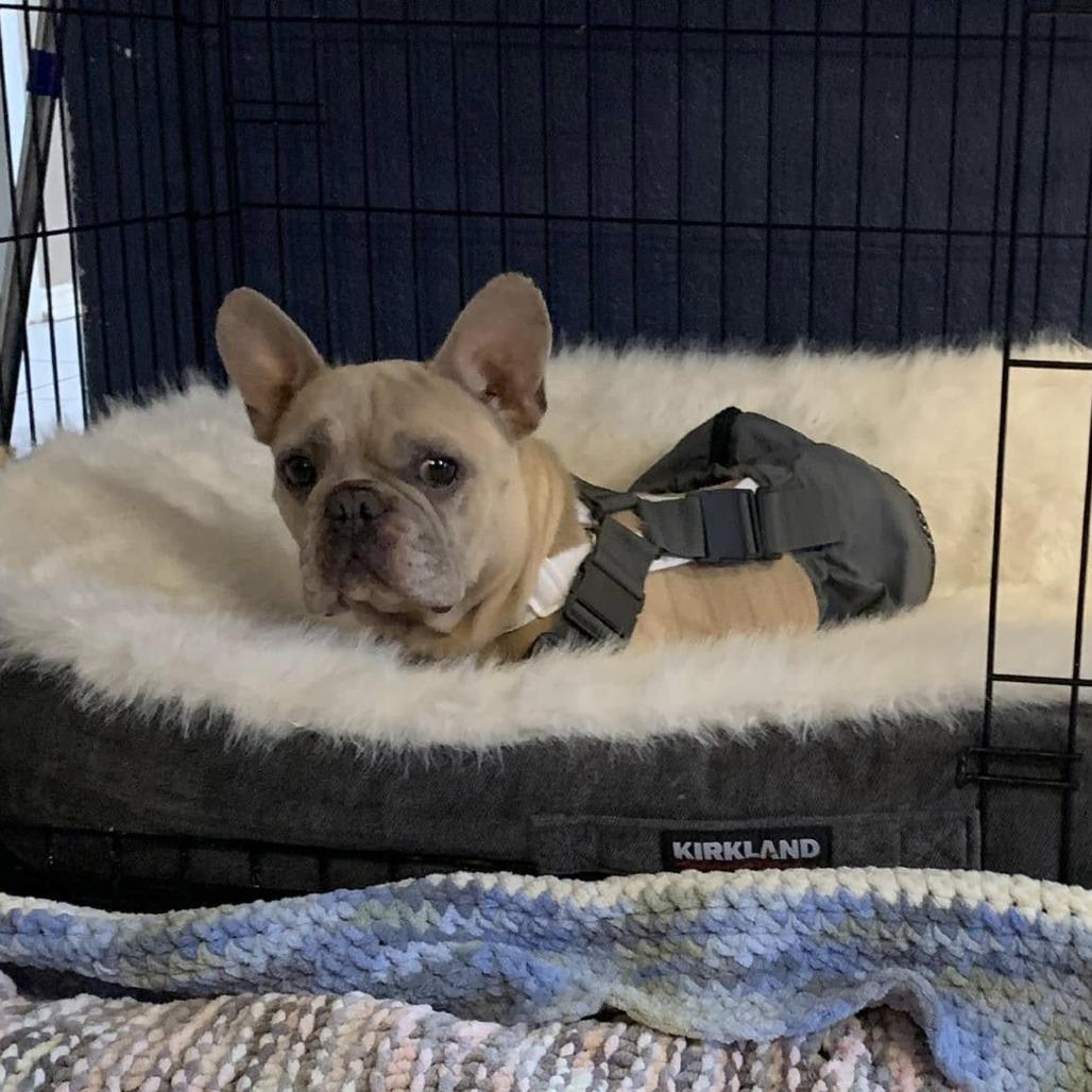 Dog for adoption - Frida MA, a French Bulldog in portland, OR | Petfinder