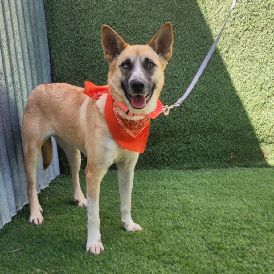 Dog for adoption - Amelia, a German Shepherd Dog & Husky Mix in ...