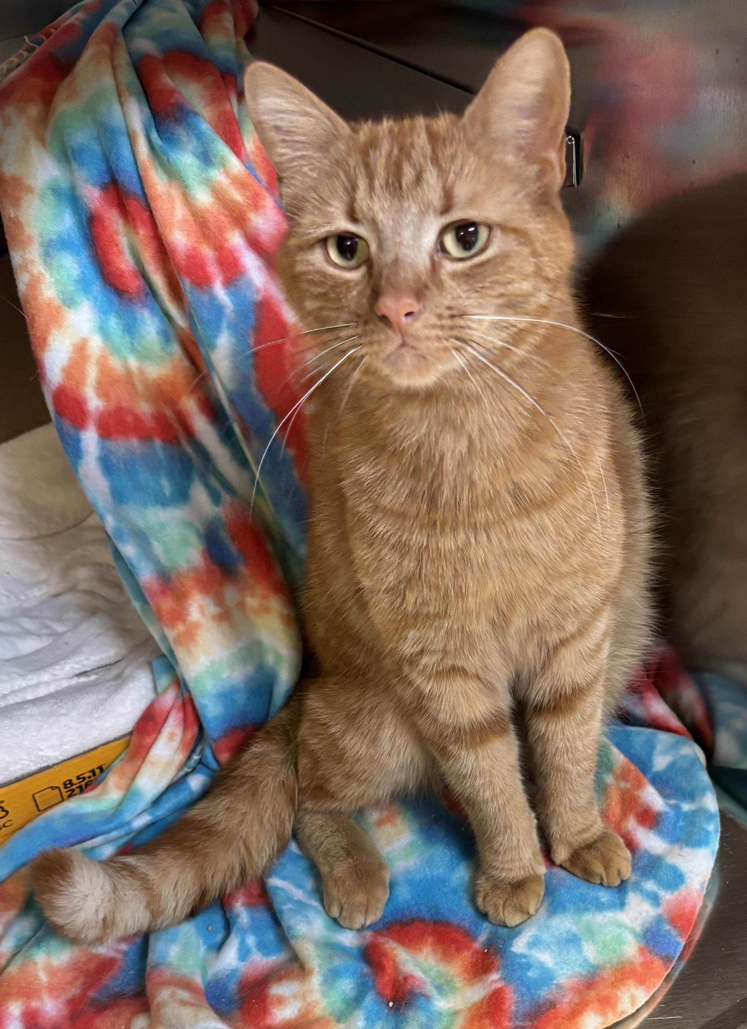 Available Pets - Portage Animal Protective League