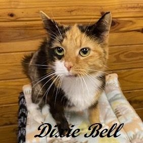 Cat for adoption - Dixie Bell (Gorgeous Calico Bobtail, she's one of a ...