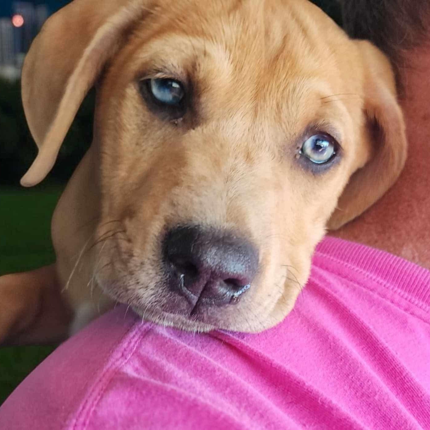 Dog for adoption - Cinnamon Stick, a Labrador Retriever Mix in ...