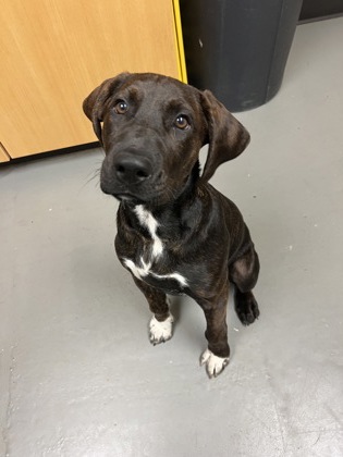 ADOPT - Whatcom Humane Society