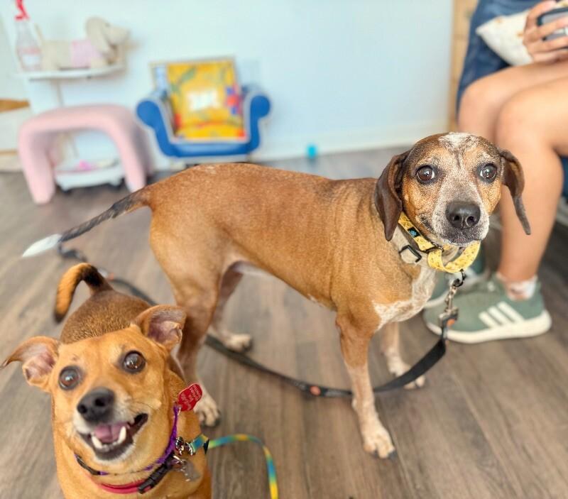 Dog for adoption - Kelley Cutie BeagleWeenie, a Beagle & Dachshund Mix ...