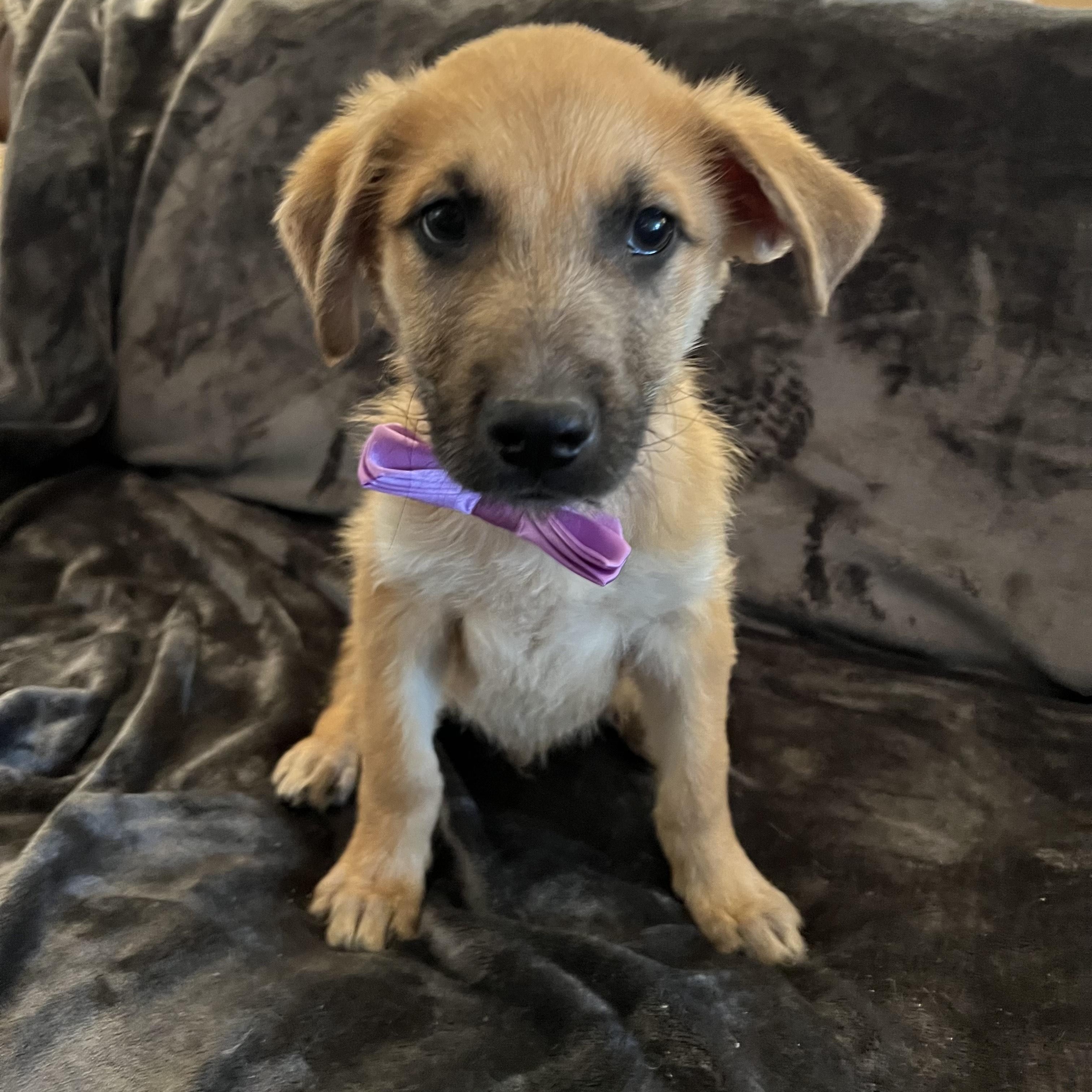 Dog for adoption - Negan, a Shepherd Mix in Kennewick , WA | Petfinder
