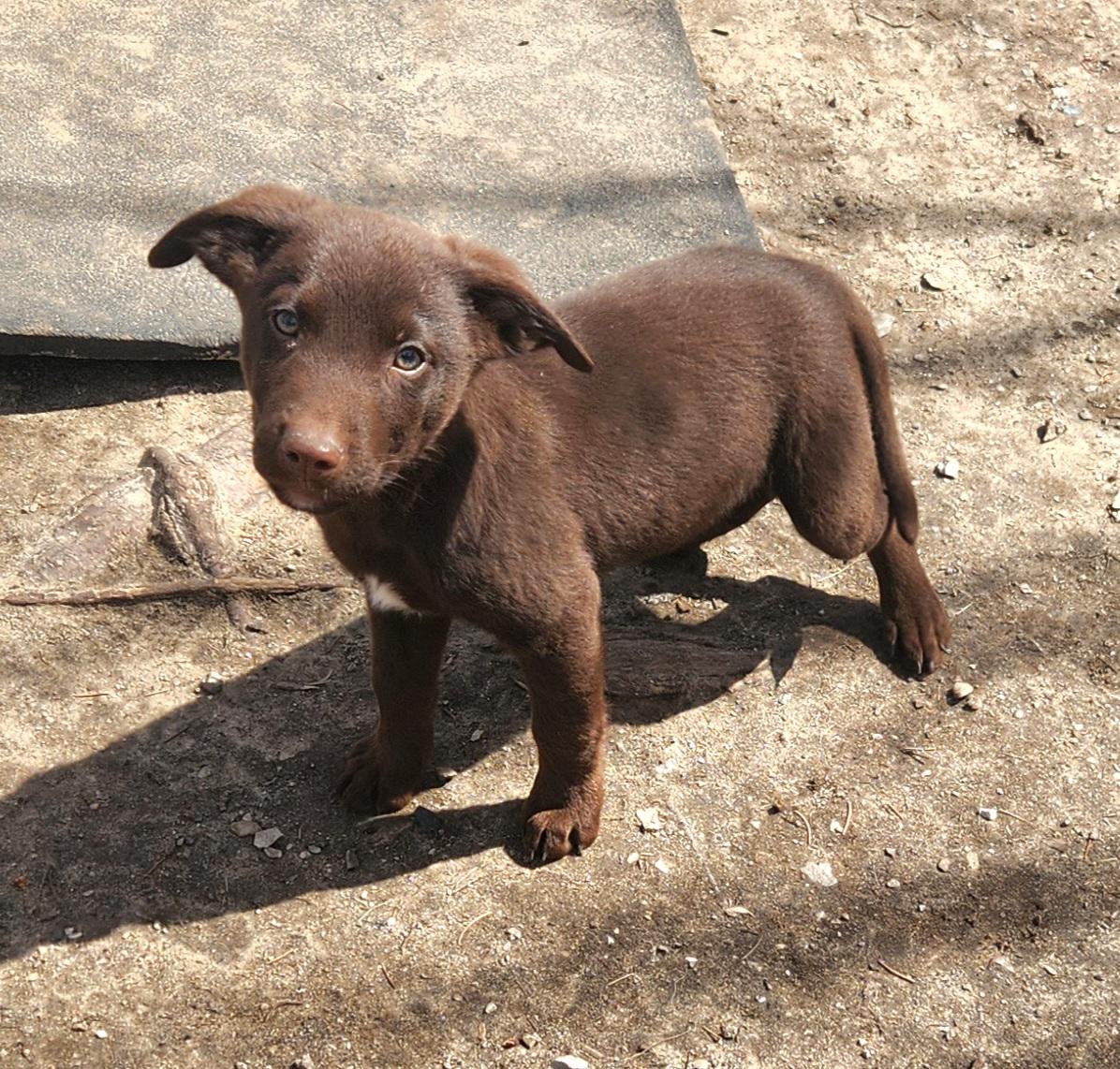 Dog for adoption - Peter, a Chihuahua & Goldendoodle Mix in Liberty ...