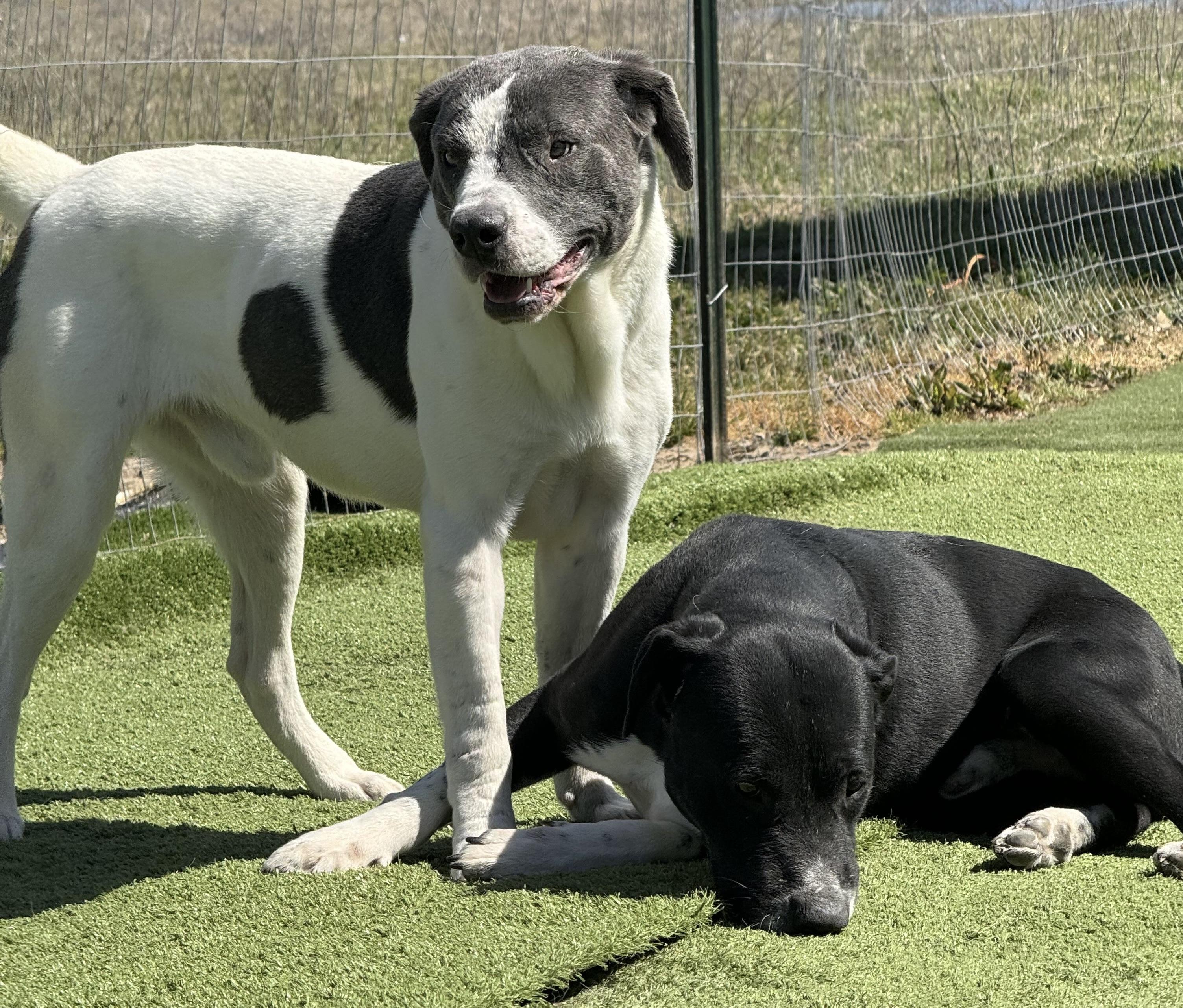 Dog for adoption - Curly, a Labrador Retriever Mix in Sewaren, NJ ...