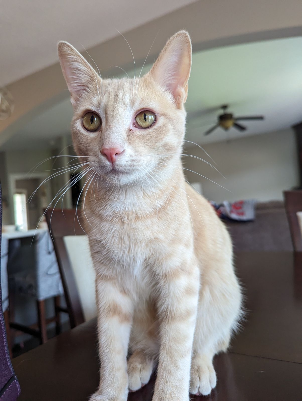 Adopt a Cat MN | Cat Adoption Minnesota | Pet Haven