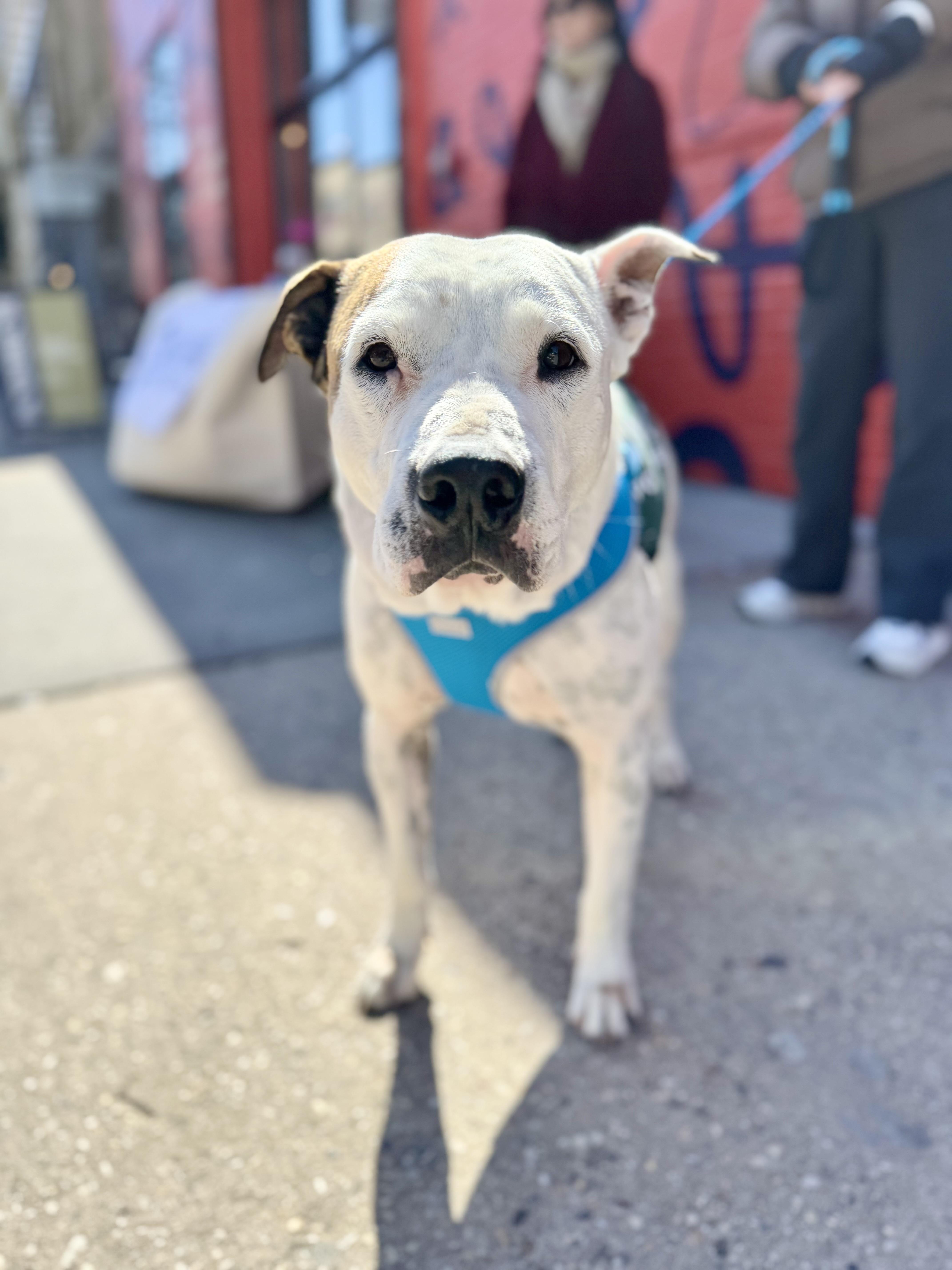 Dog for adoption - Bouncy, a Boxer Mix in Chevy Chase, MD | Petfinder