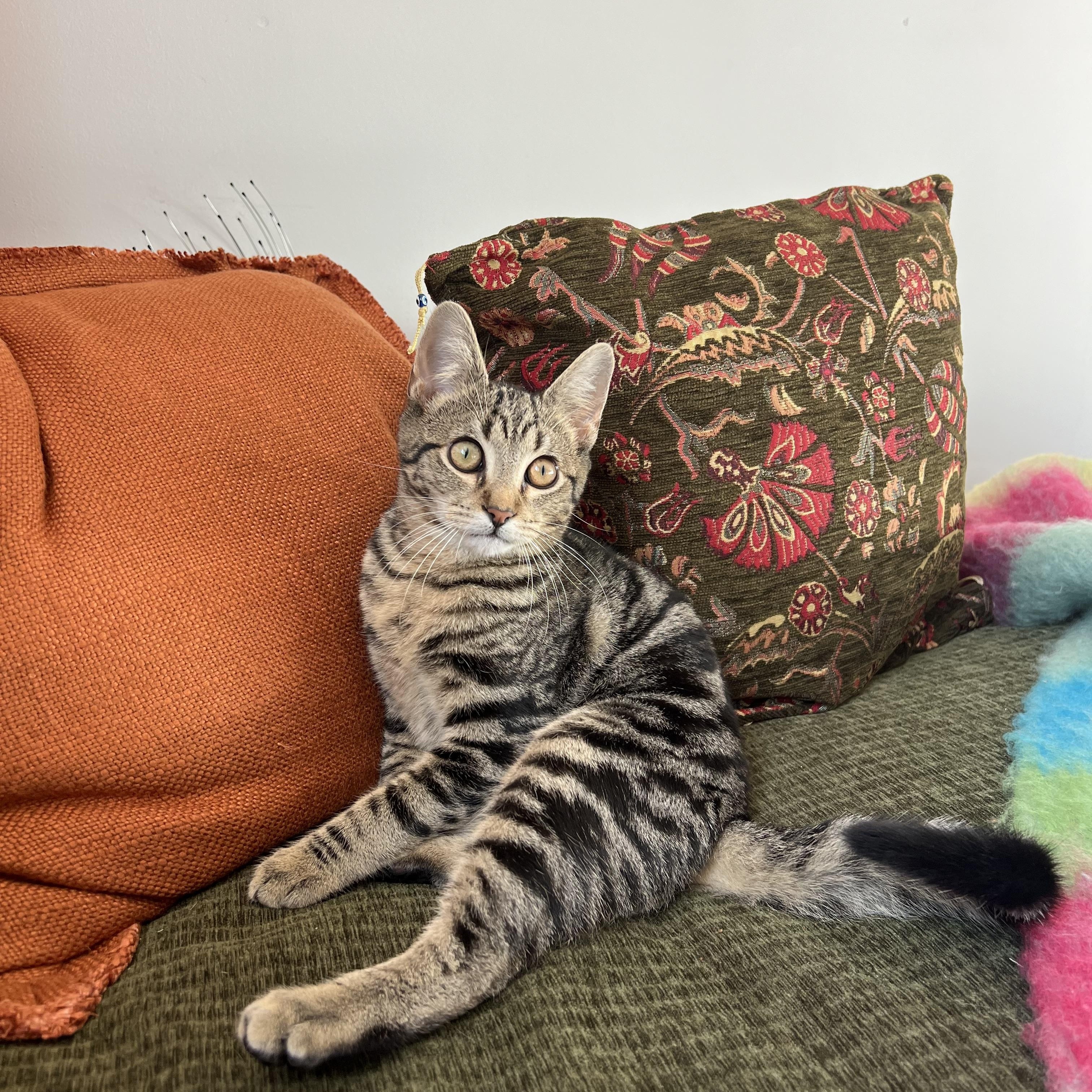 Cat for adoption - Chomsky, a Domestic Short Hair in brooklyn, NY ...