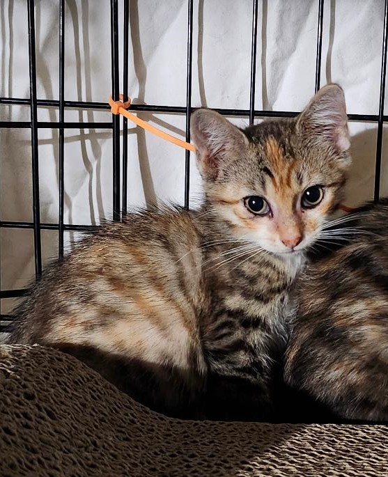 Cat for adoption - Shelby, a Domestic Short Hair in Sayreville, NJ ...