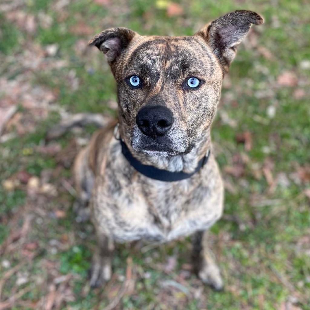 Dog for adoption - Tommy, a Mountain Cur Mix in Wytheville, VA | Petfinder