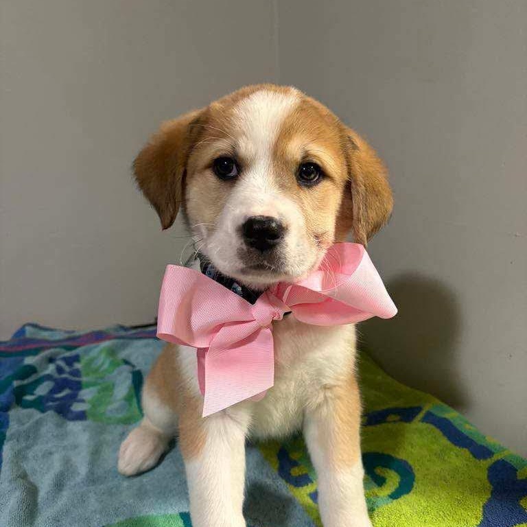 Dog for adoption - Marley. (fluffy ball of love.), a Great Pyrenees ...