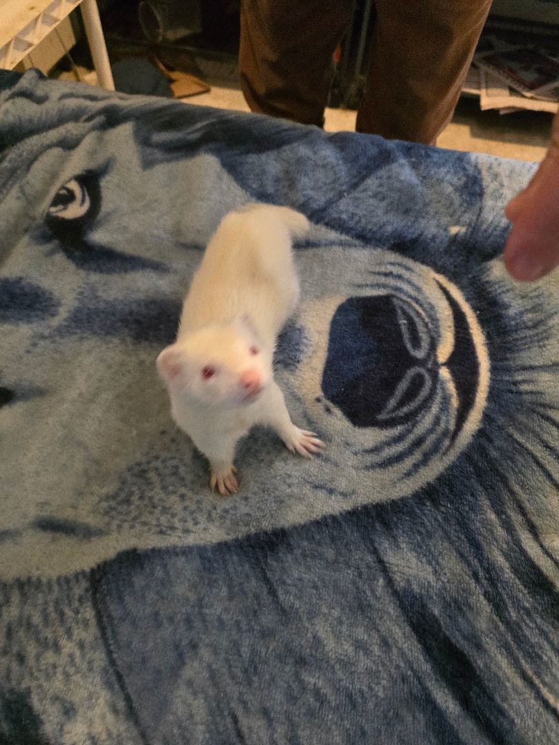 Ferret for adoption - Lenni, a Ferret in Randolph, NJ | Petfinder