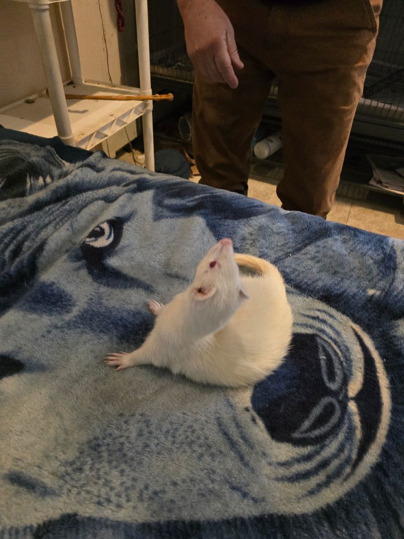 Ferret for adoption - Lenni, a Ferret in Randolph, NJ | Petfinder