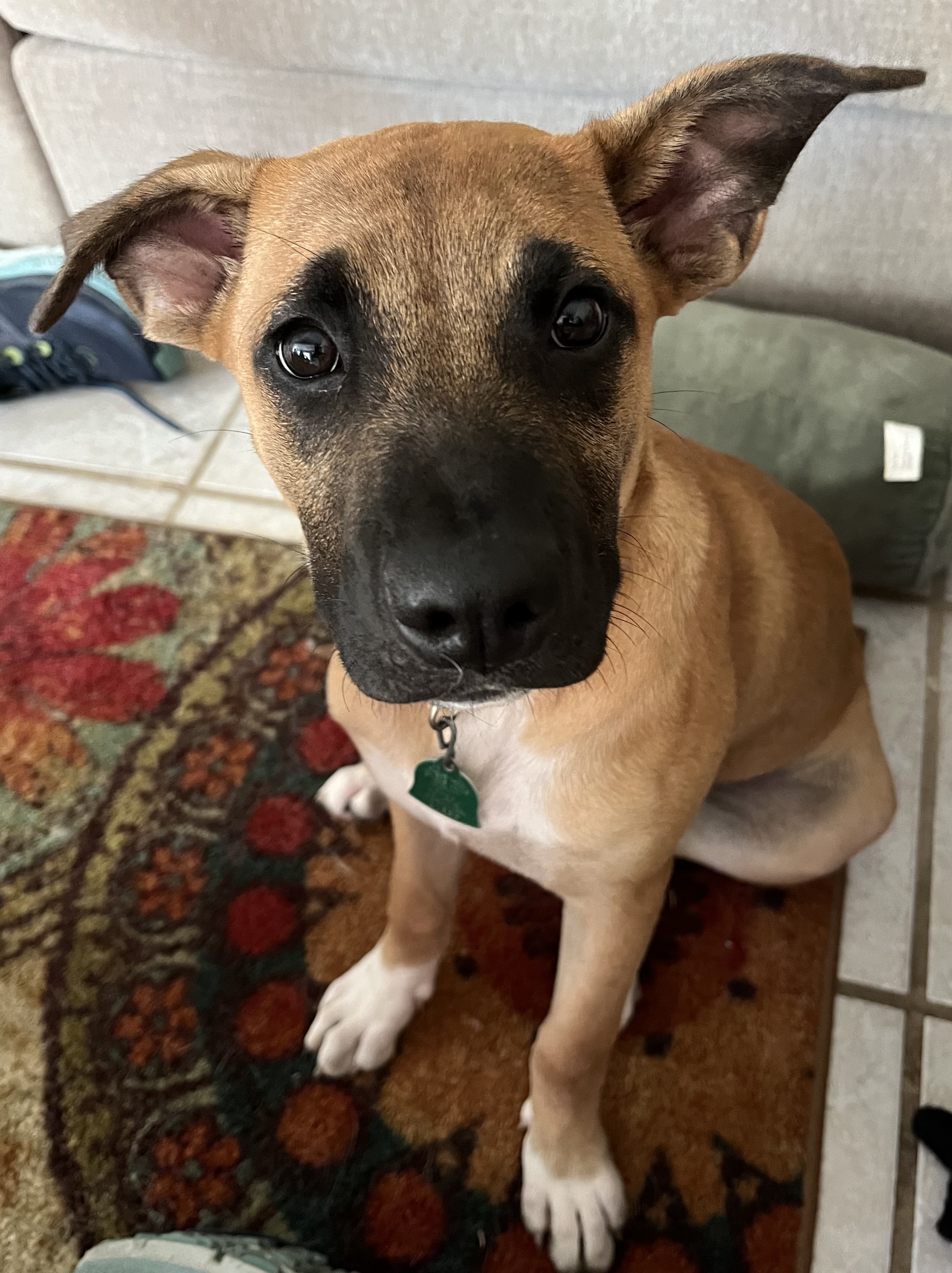 Dog for adoption - Desi, a Black Mouth Cur Mix in Staten Island , NY ...