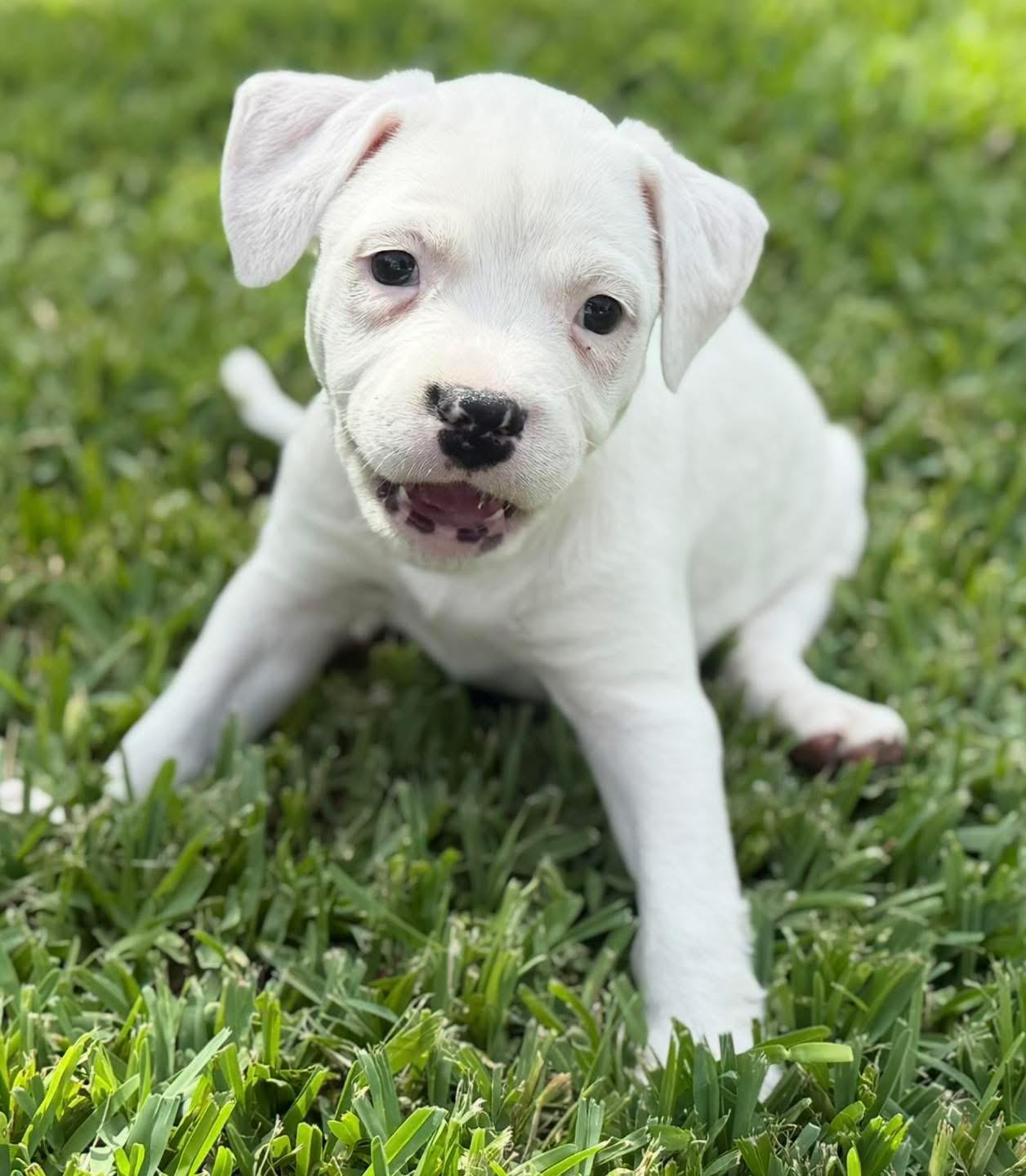 Spca Florida in Lakeland, FL