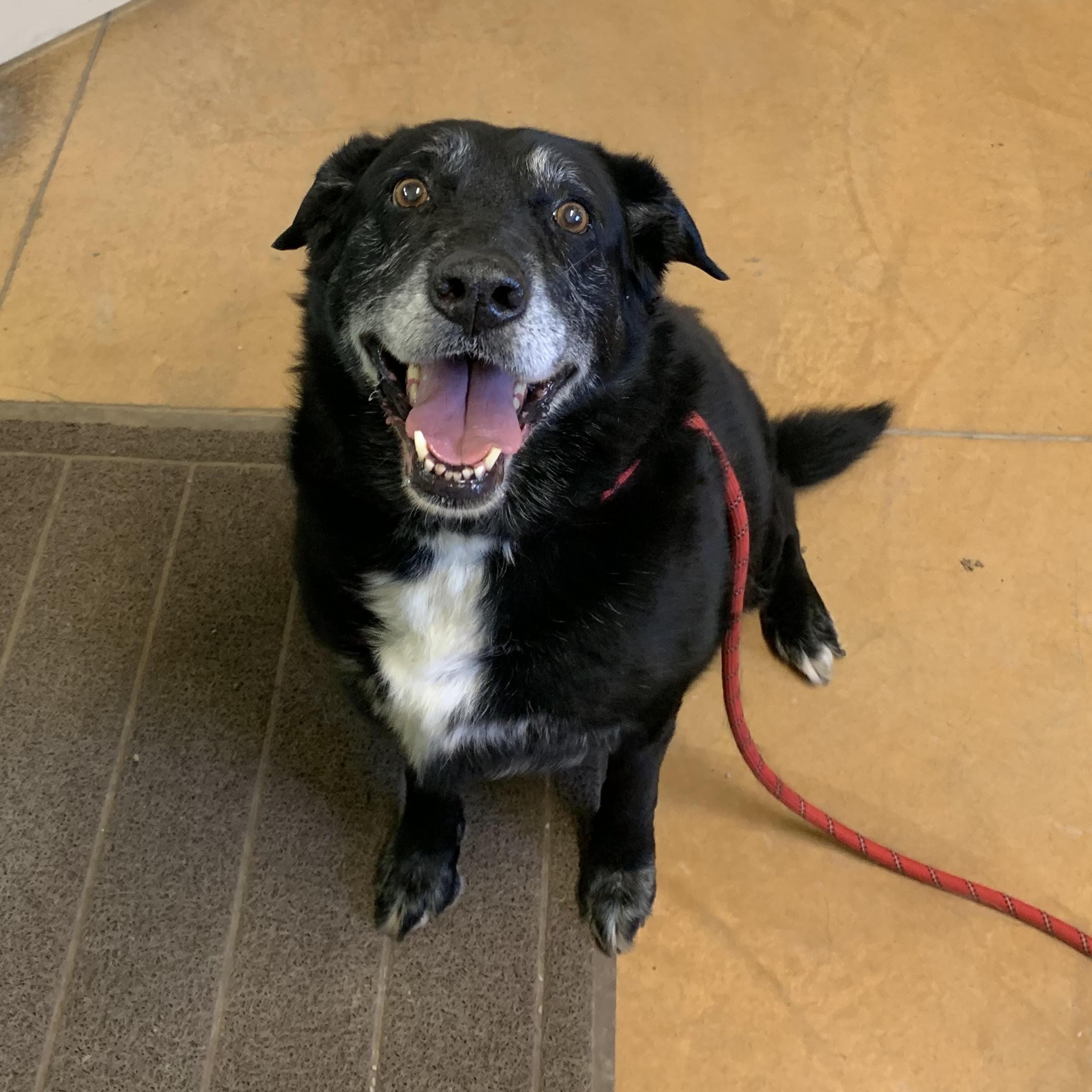 Dog for adoption - Char (Shar), a Border Collie & Black Labrador ...