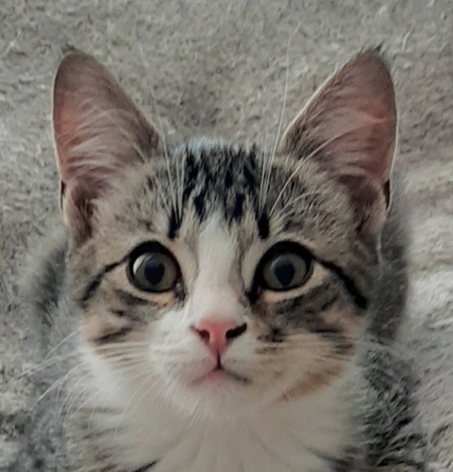 Available Cats and Kittens - Johnston County Animal Protection League ...