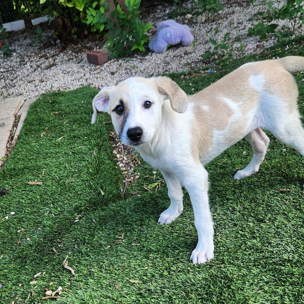 Dog for adoption - Mudbug AL, a Great Pyrenees Mix in Albany, NY ...