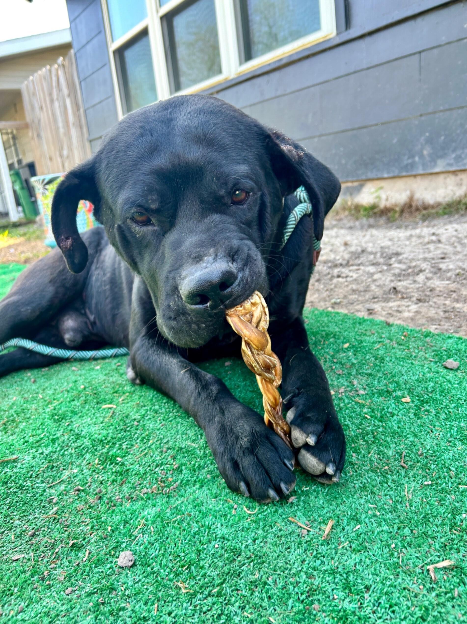 Dog for adoption - Finn Daniel the Family Man, a Black Labrador ...