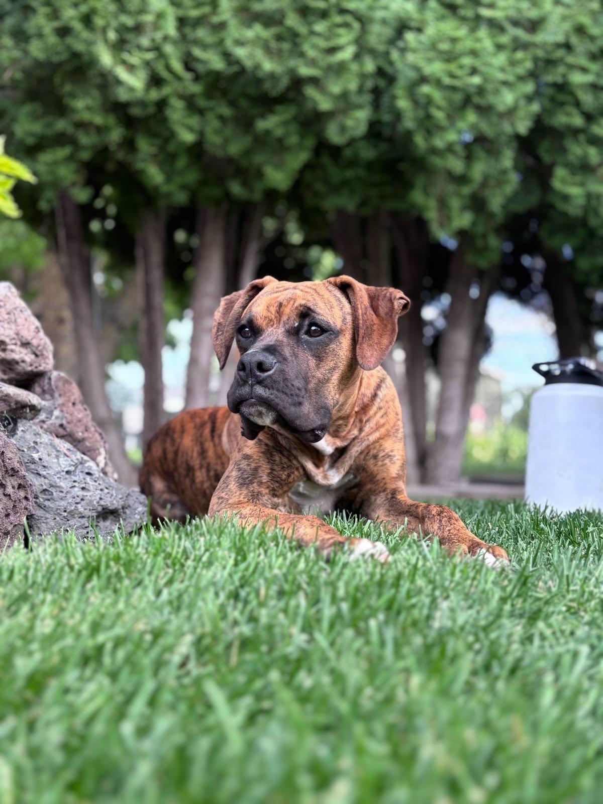 Dog for adoption - Lurch, a Boxer in Eagle, ID | Petfinder