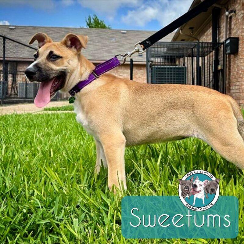 Dog for adoption - Sweetums Muppet, a Pit Bull Terrier & Labrador ...