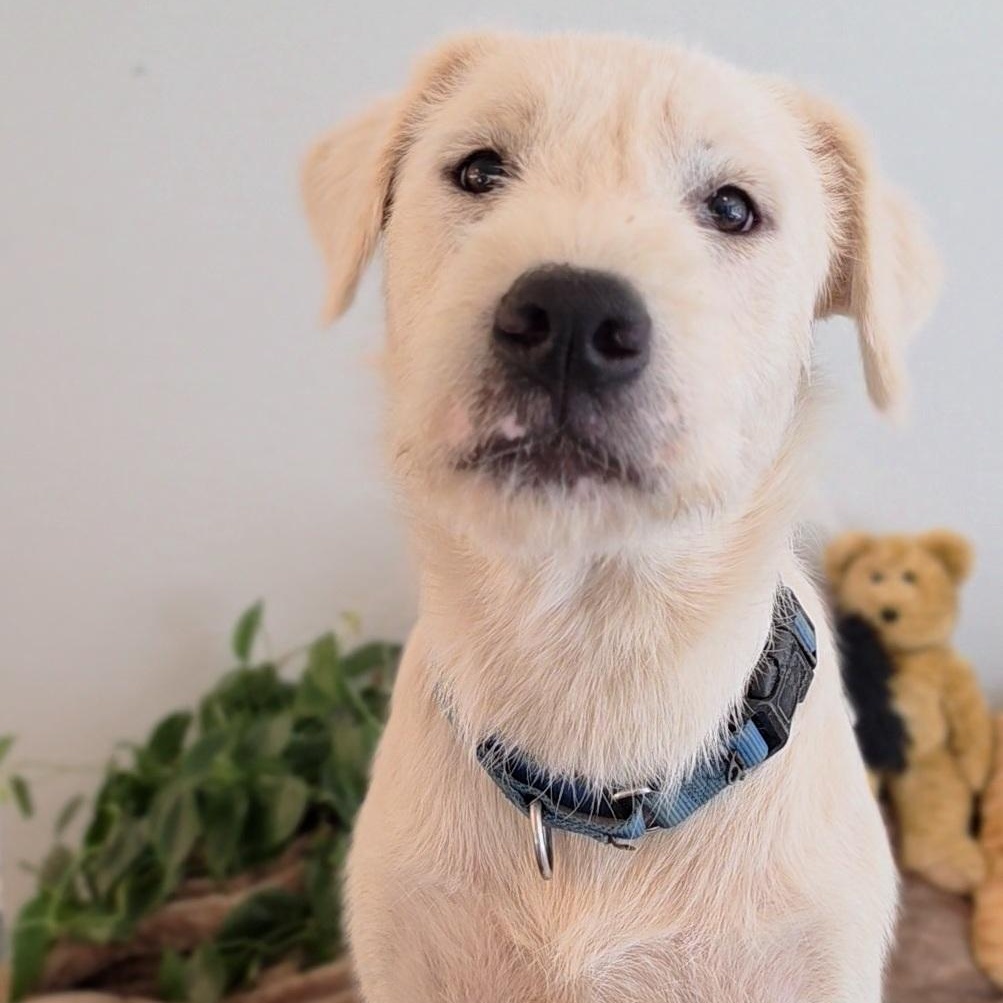 Dog for adoption - Deaf Beau SPONSORED, a Labradoodle & Great Pyrenees ...