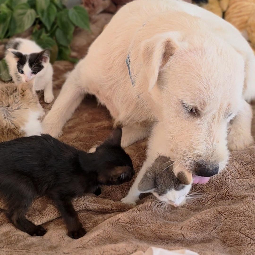 Dog for adoption - Deaf Beau SPONSORED, a Labradoodle & Great Pyrenees ...