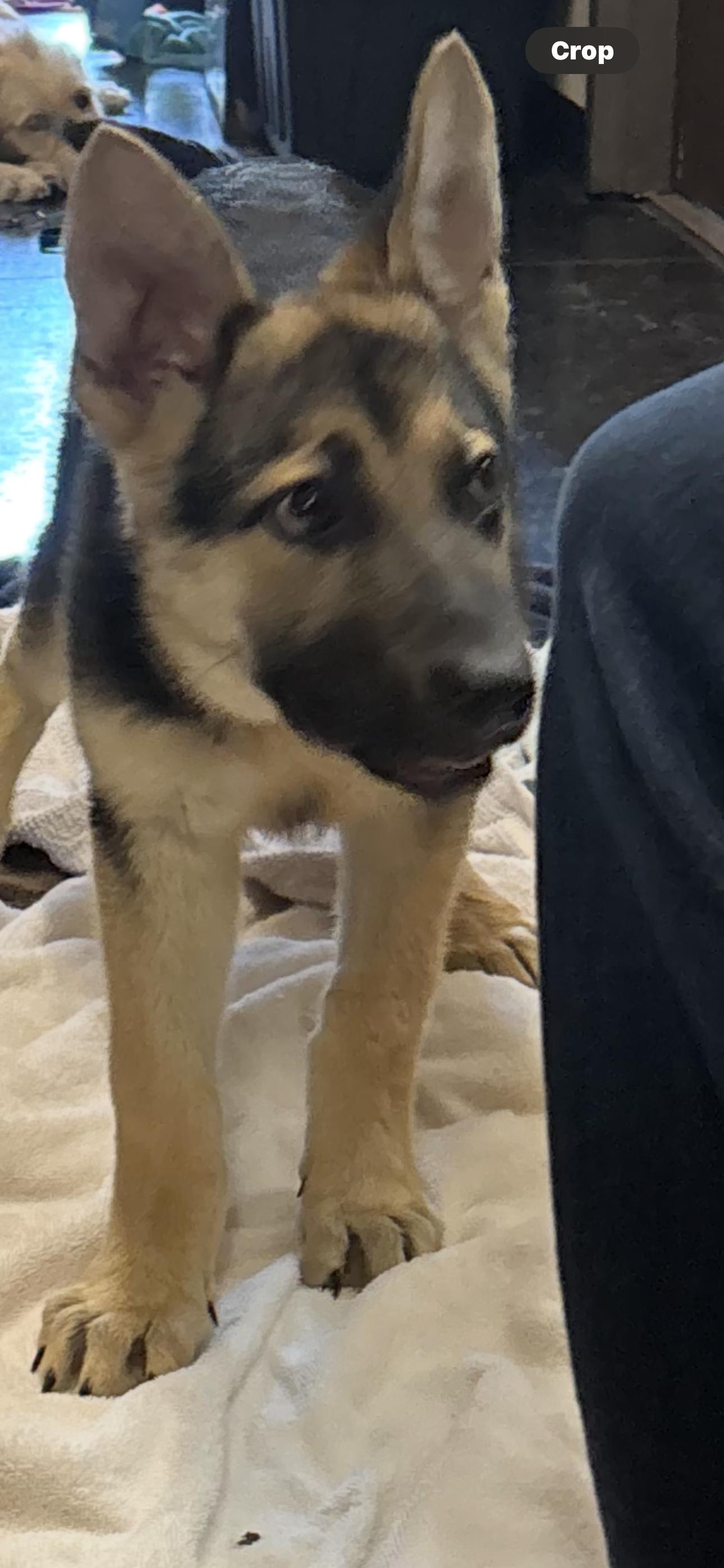 Dog for adoption - Ms.Katy, a German Shepherd Dog in Haslet, TX | Petfinder