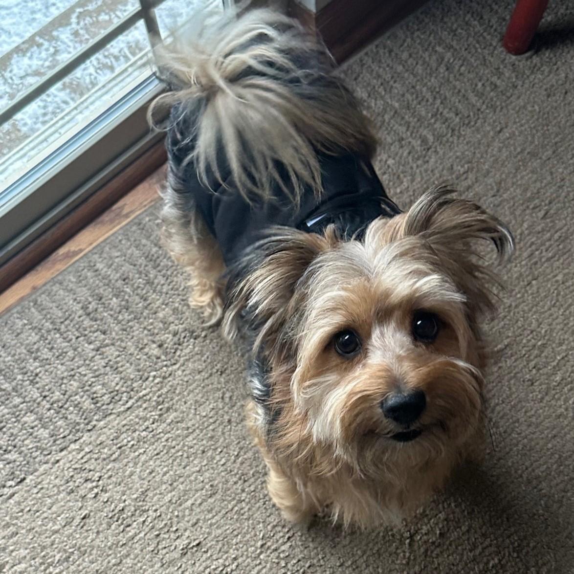 Dog for adoption - Charlie, a Yorkshire Terrier in Barrington, IL ...