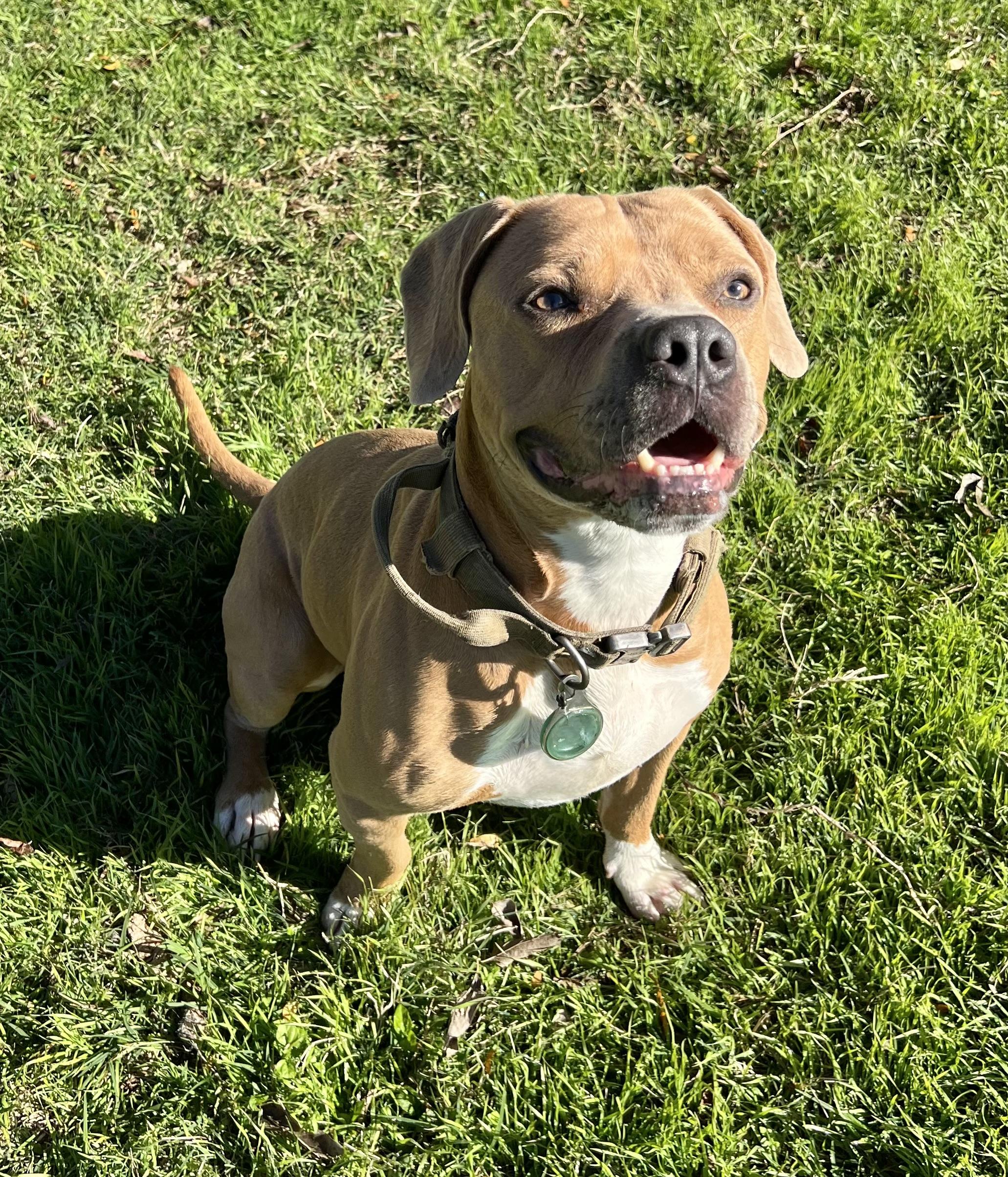 Dog for adoption Ace an American Bully in East Haddam CT Petfinder