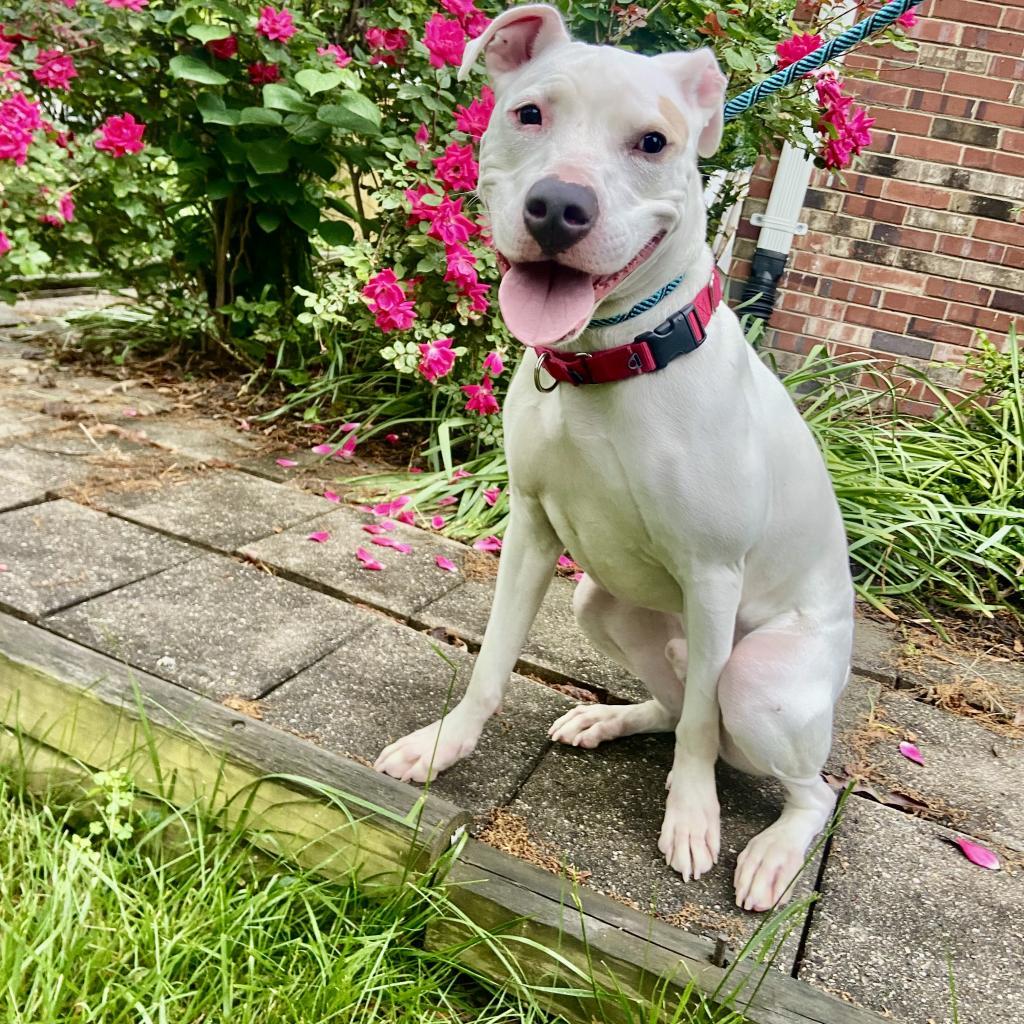 Dog for adoption - Goliath aka Chisholm DD, an American Staffordshire ...