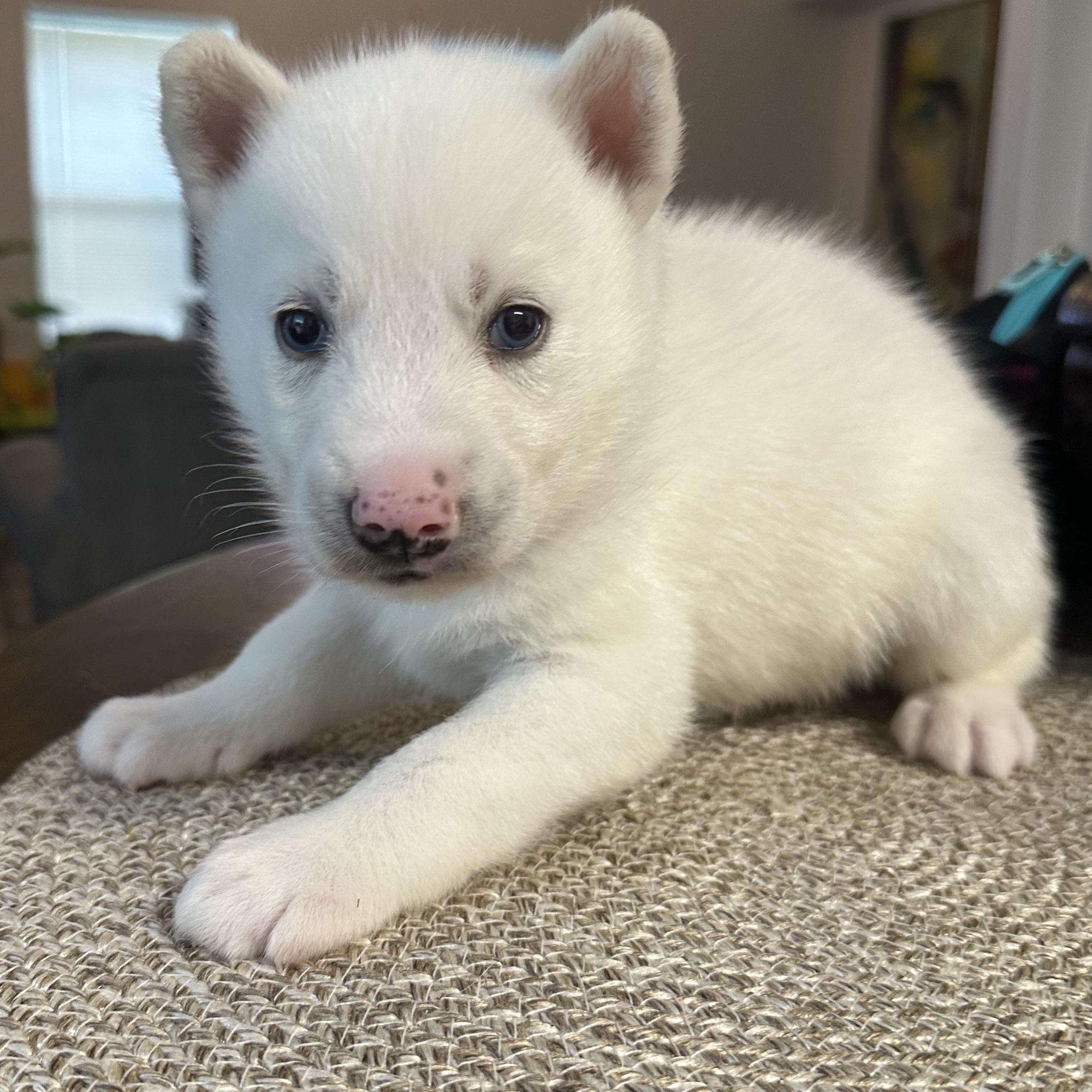 Dog for adoption - Hiro, a Husky in RATON, NM | Petfinder