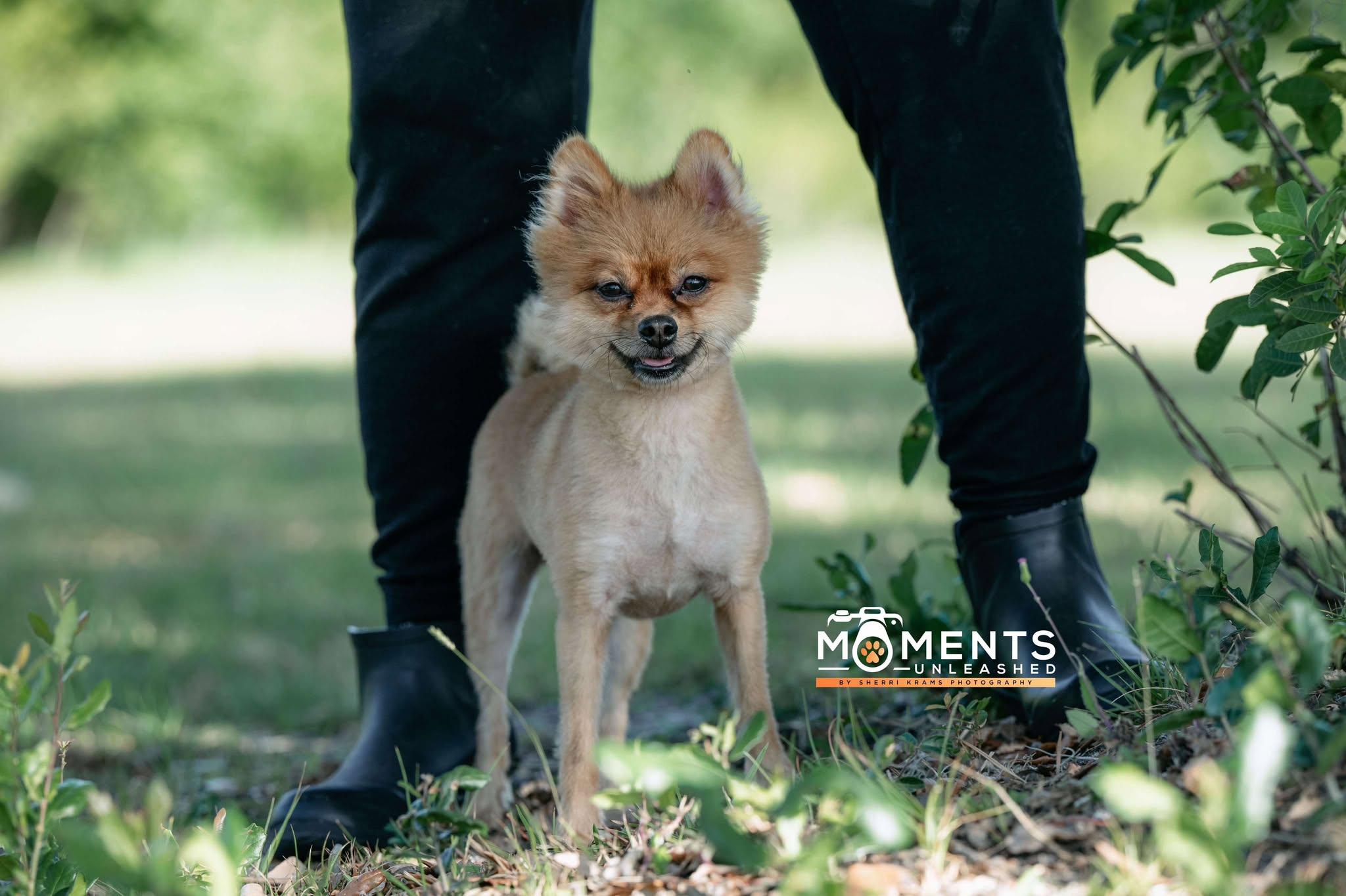 Dog for adoption - Java, a Pomeranian in Myakka City, FL | Petfinder