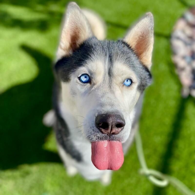 Dog for adoption - Hammie Fluffington the giant lover boy, a Husky ...