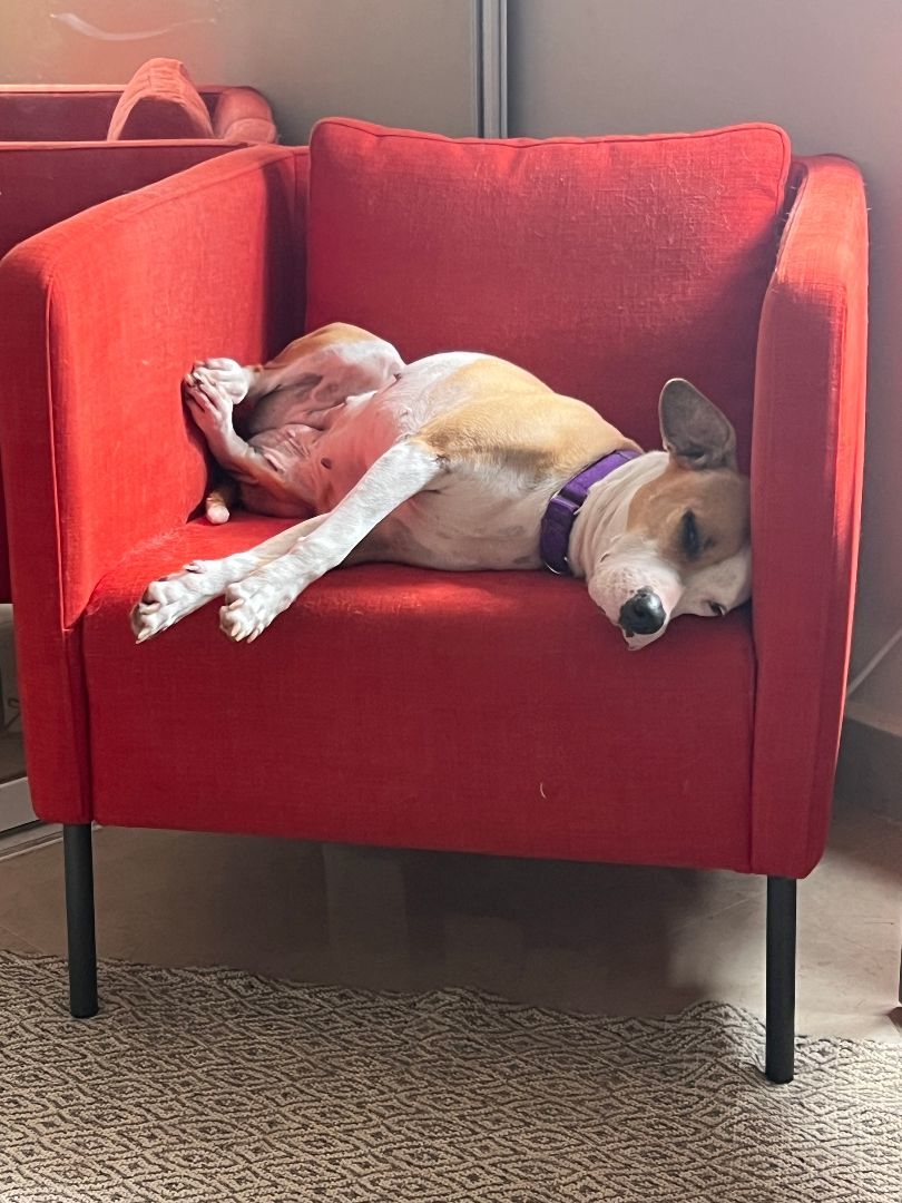 Dog for adoption - Molly, a Pit Bull Terrier & Beagle Mix in Jersey ...