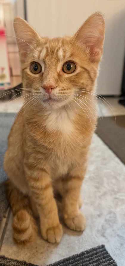 Cat for adoption - Ham, a Domestic Short Hair Mix in DeKalb, IL | Petfinder