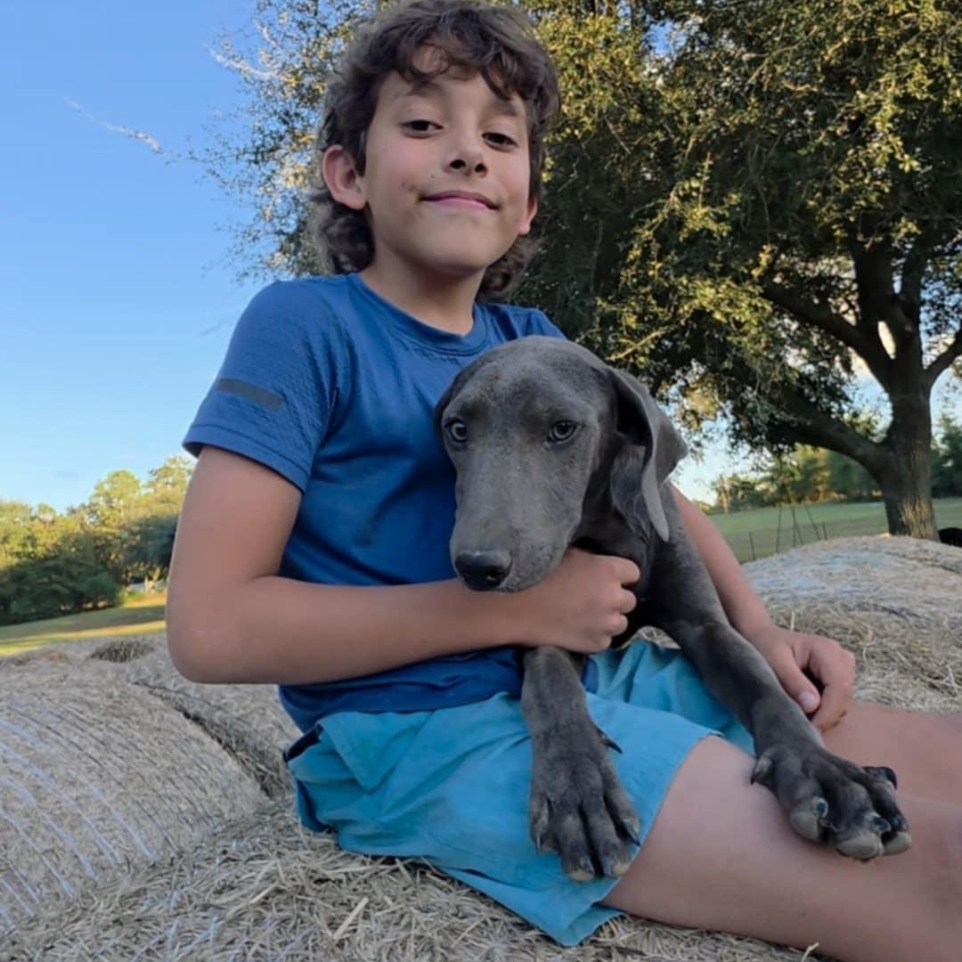 Dog for adoption - Bryson, a Blue Lacy & Labrador Retriever Mix in Elk ...