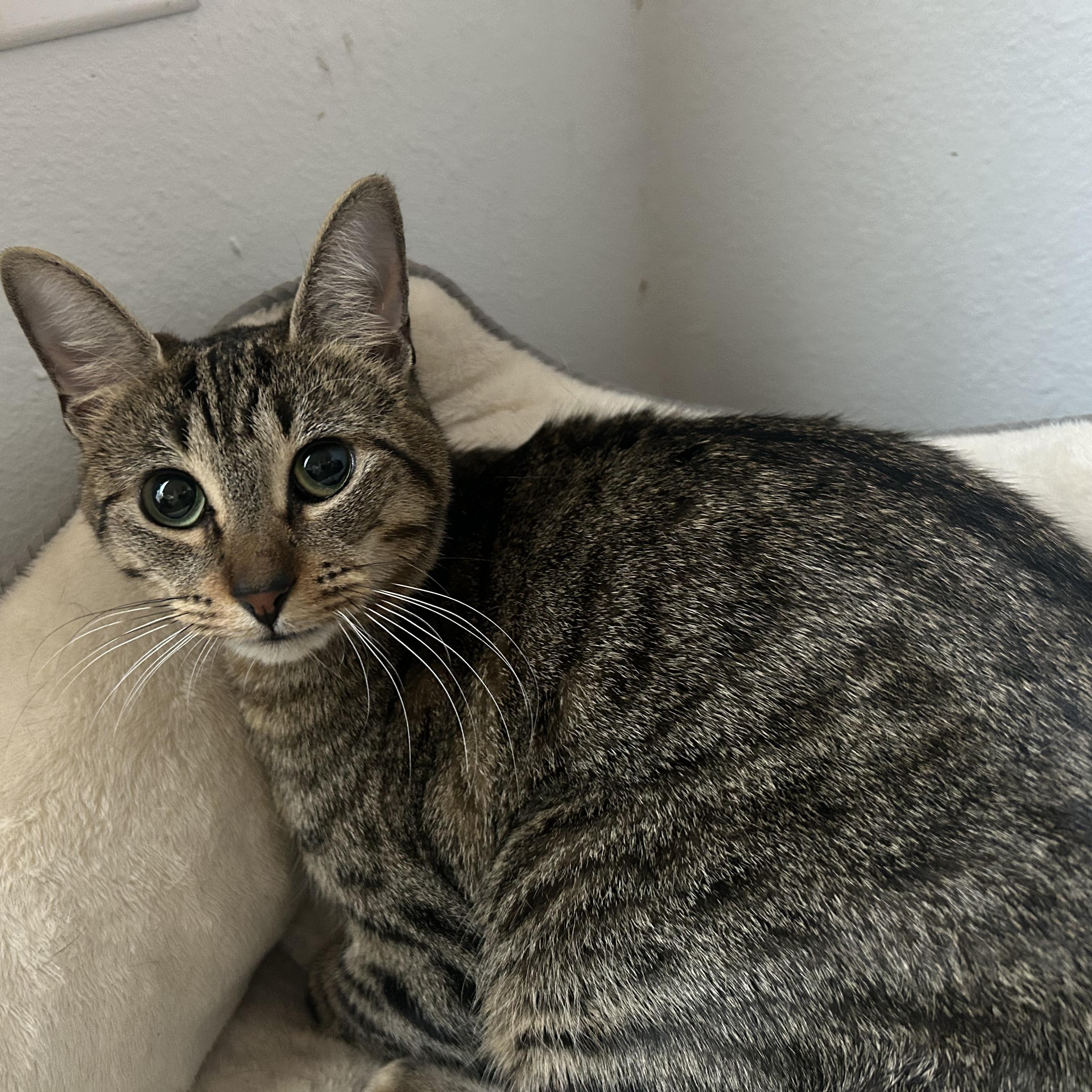 Cat for adoption - Maira, a Tabby & Domestic Short Hair Mix in Buffalo, NY | Petfinder