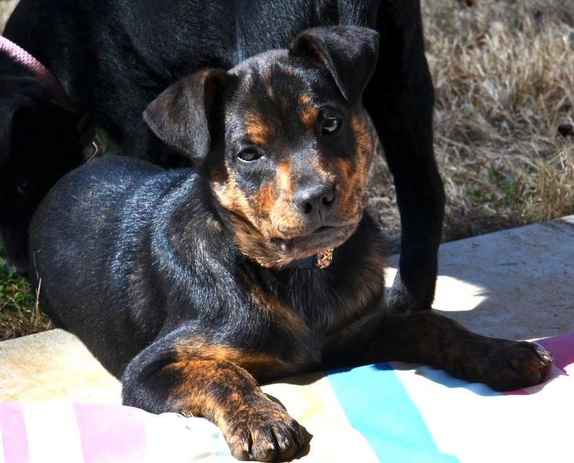 Dog for adoption - Jackson- Mr handsome!, a Terrier & Jack Russell ...