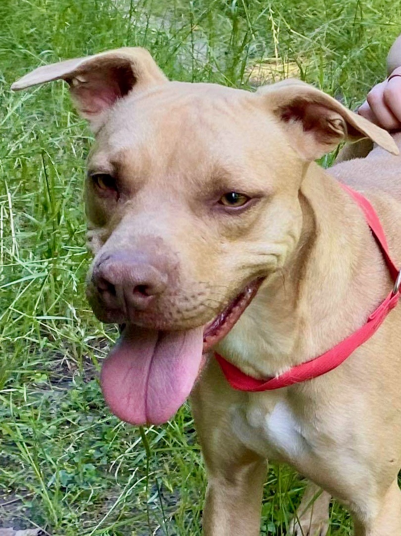 Dog for adoption - Corky, an American Staffordshire Terrier Mix in ...
