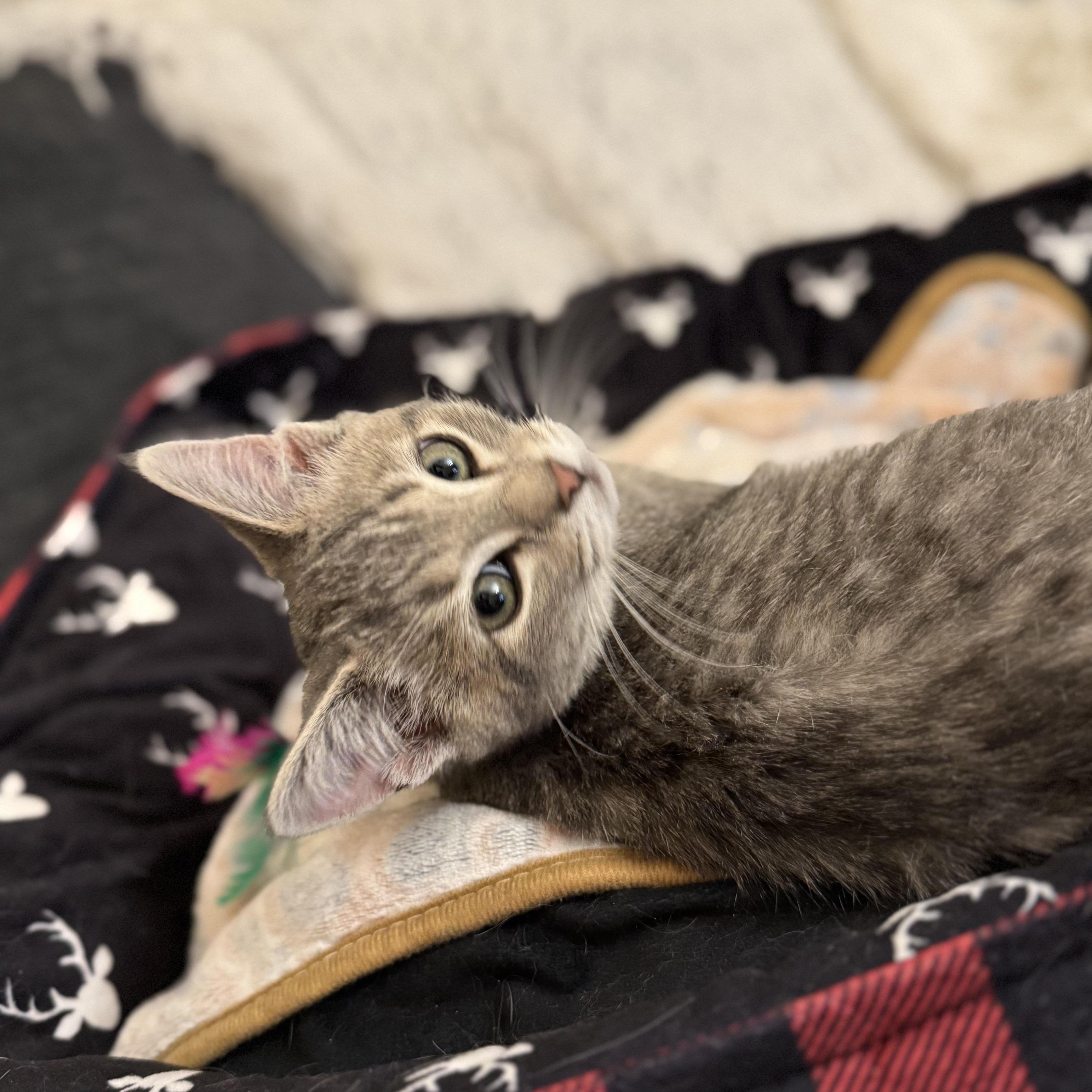 CADENCE - Adoptable Pet | Petfinder | Petfinder