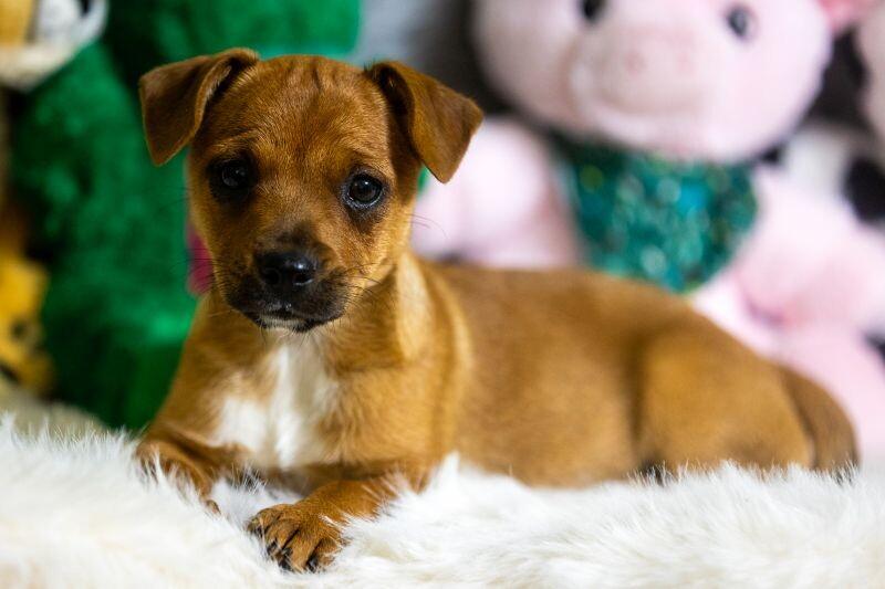 Dog for adoption - Gia Rose Fifth, a Jack Russell Terrier & Chihuahua ...