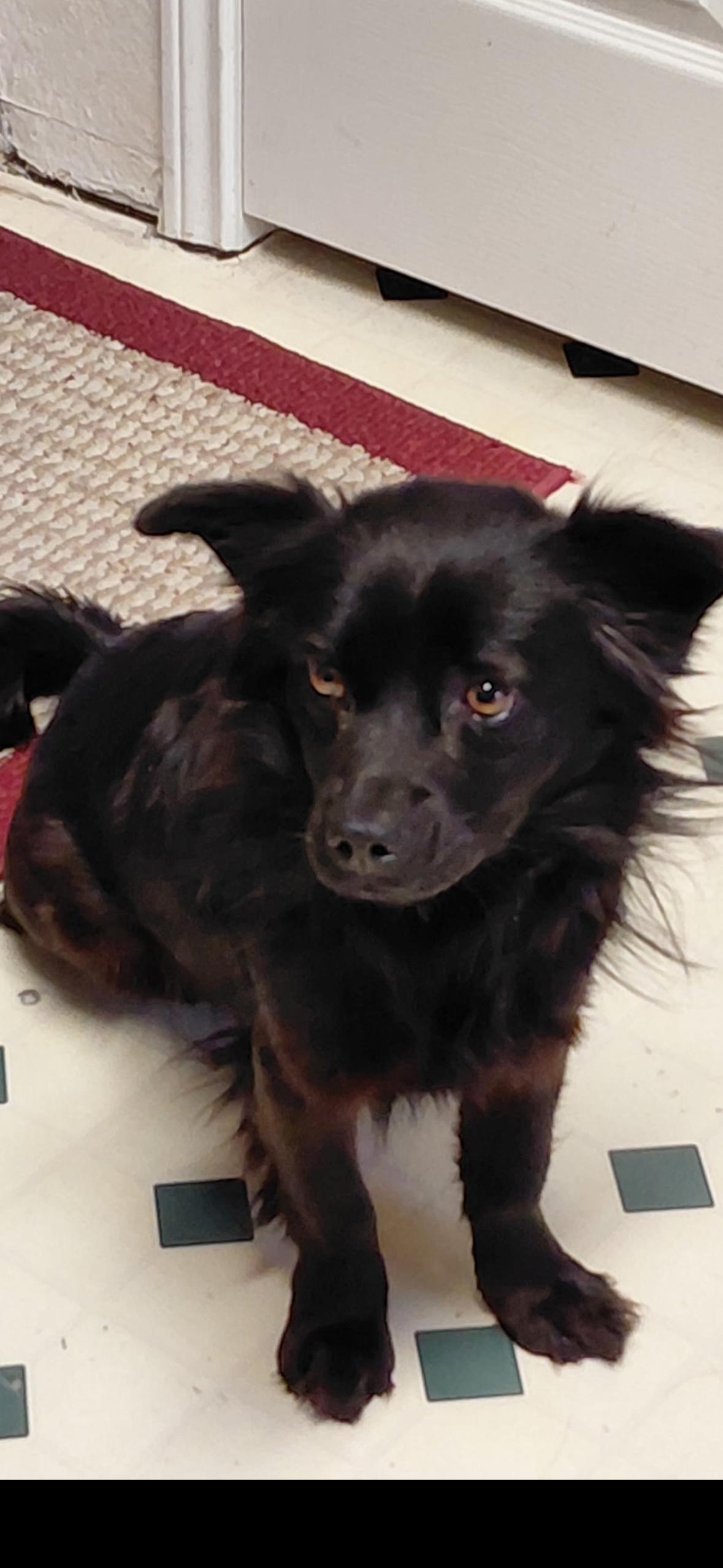 Junebug - Adoptable Pet | Petfinder | Petfinder