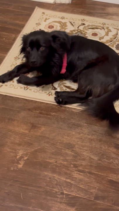 Junebug - Adoptable Pet | Petfinder | Petfinder